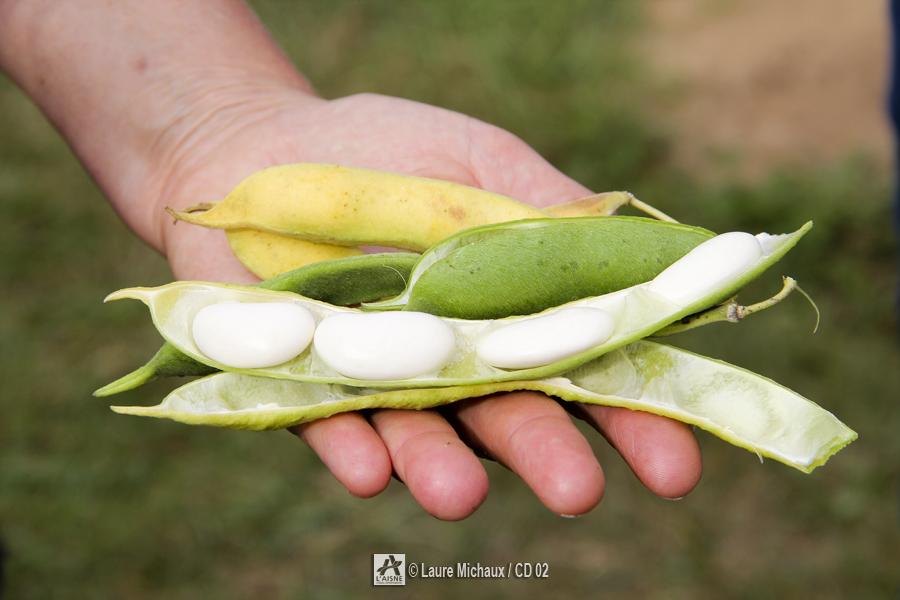 Le haricot de Soissons : haricot magique | Conseil départemental de l'Aisne